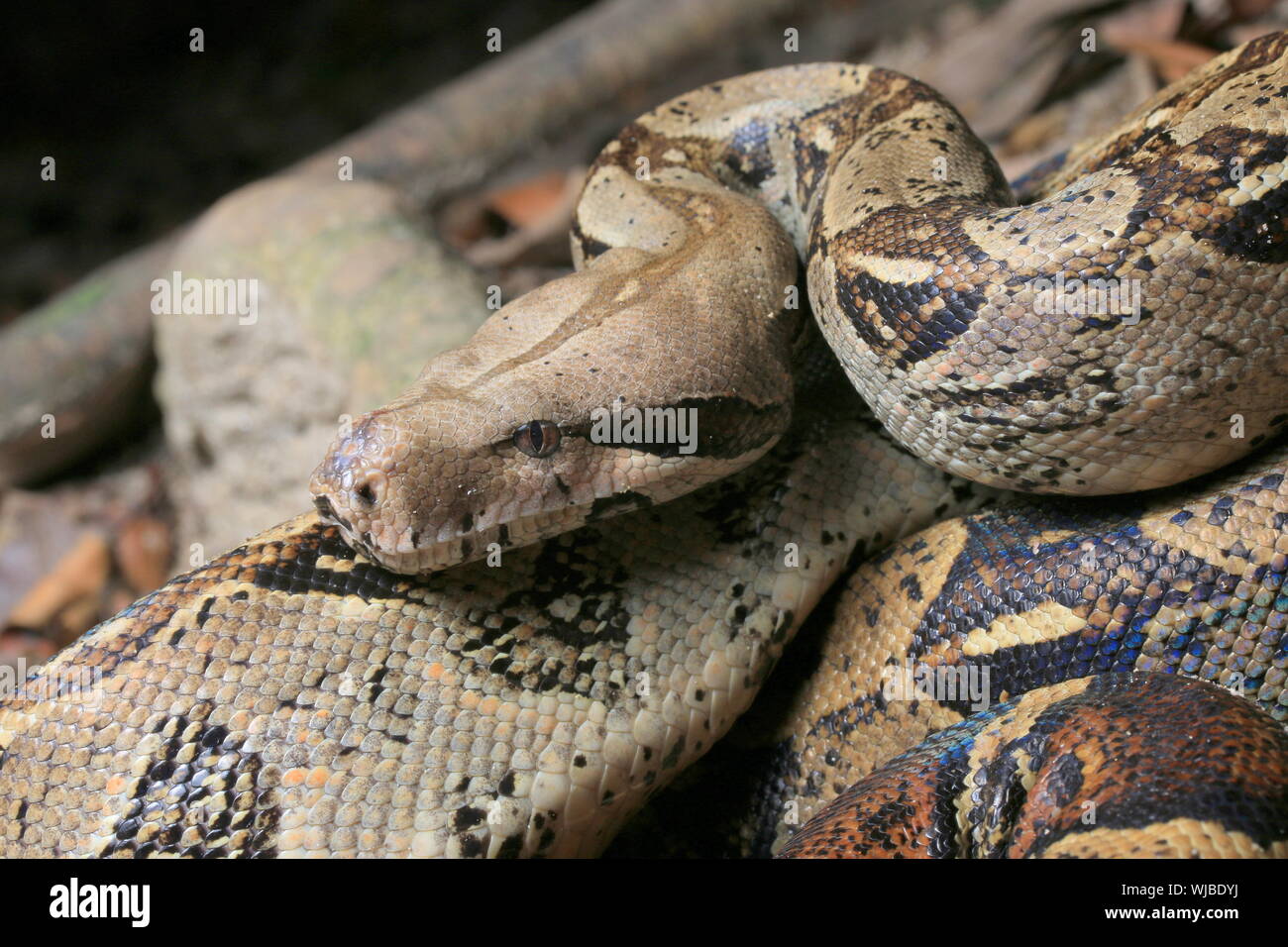 Boa constrictor (Boa constrictor), also called the red-tailed boa or ...