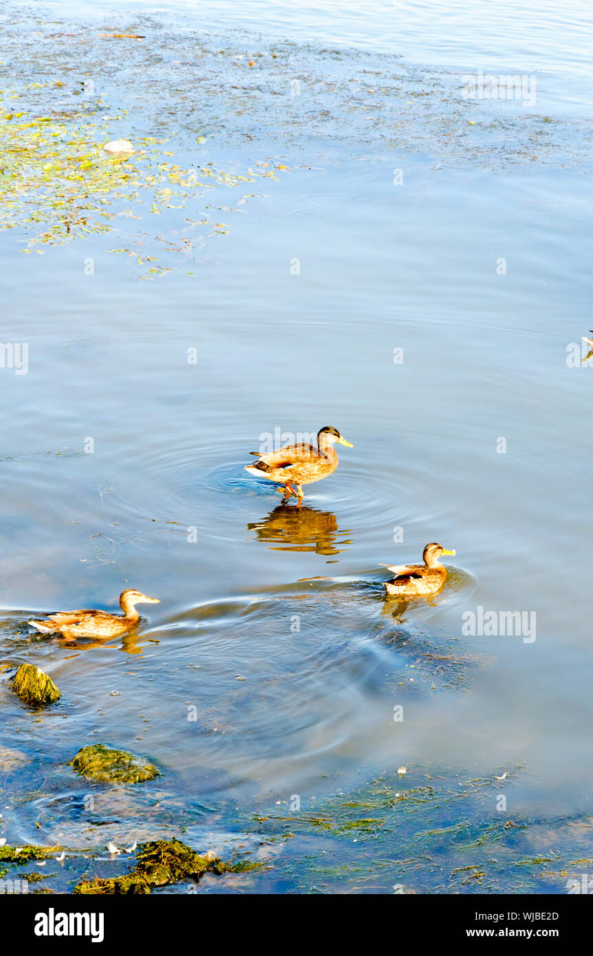 Duck chilling hi-res stock photography and images - Alamy