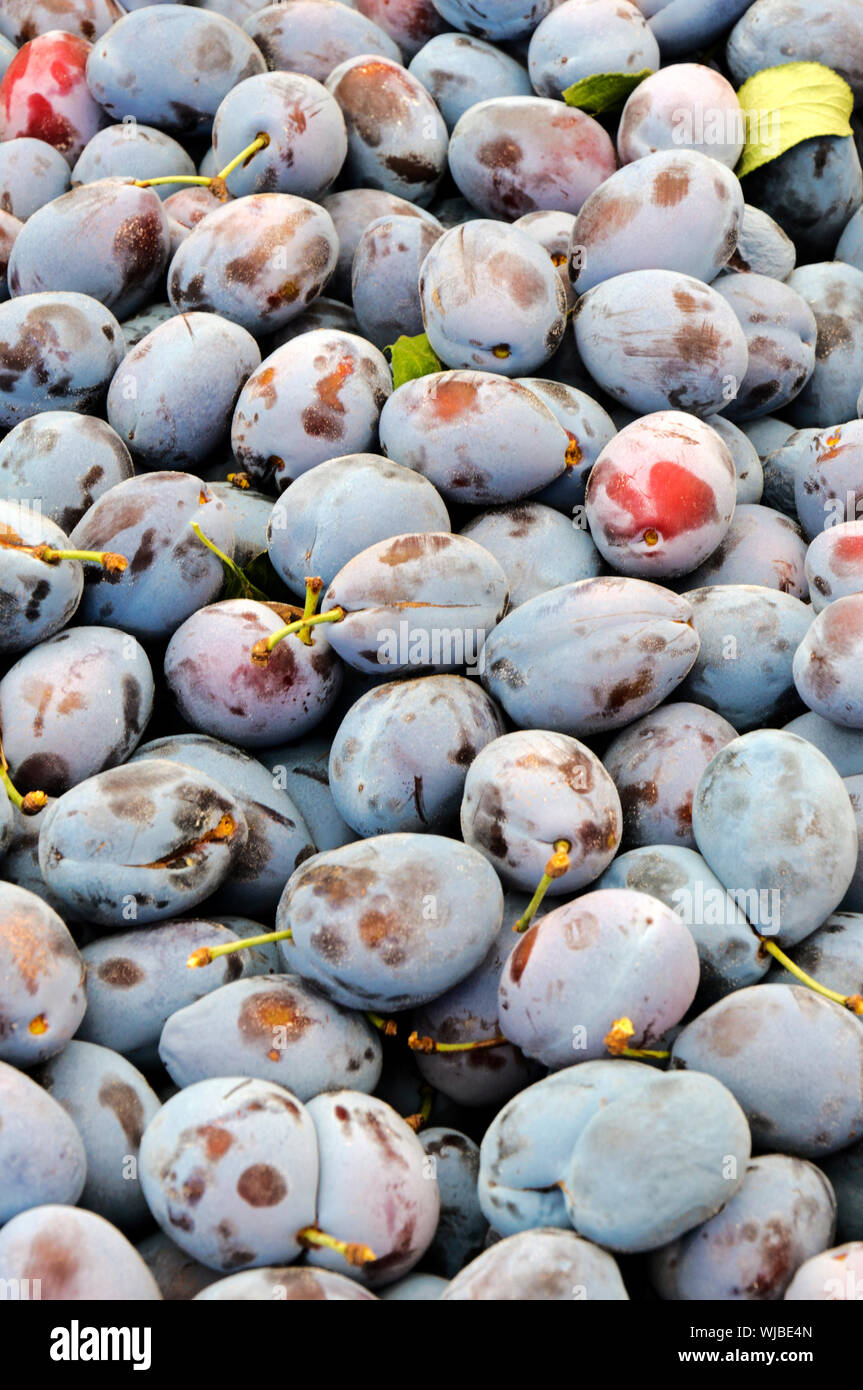 Bunch of plums in full frame Stock Photo - Alamy