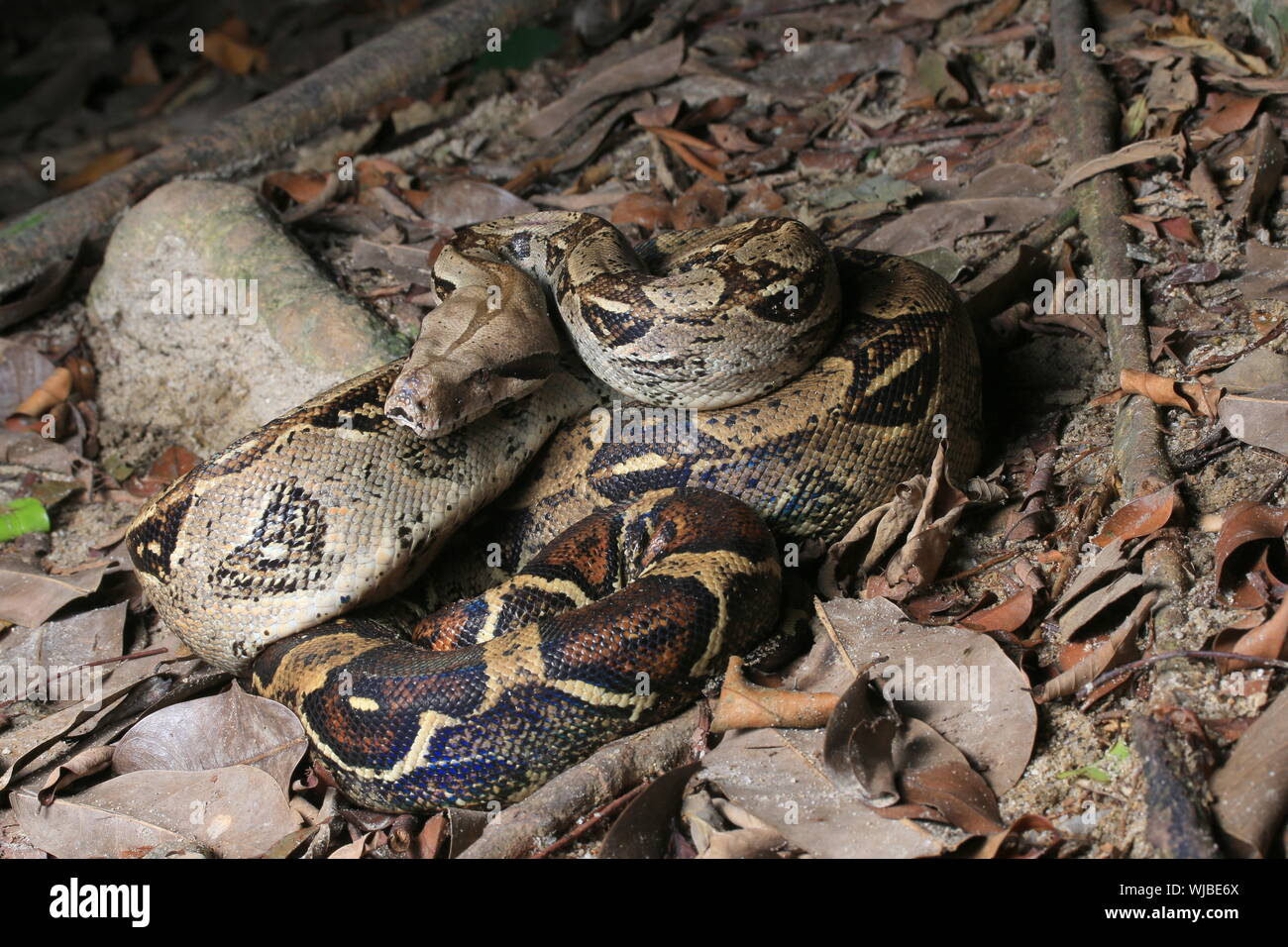 Boa constrictor (Boa constrictor), also called the red-tailed boa or ...