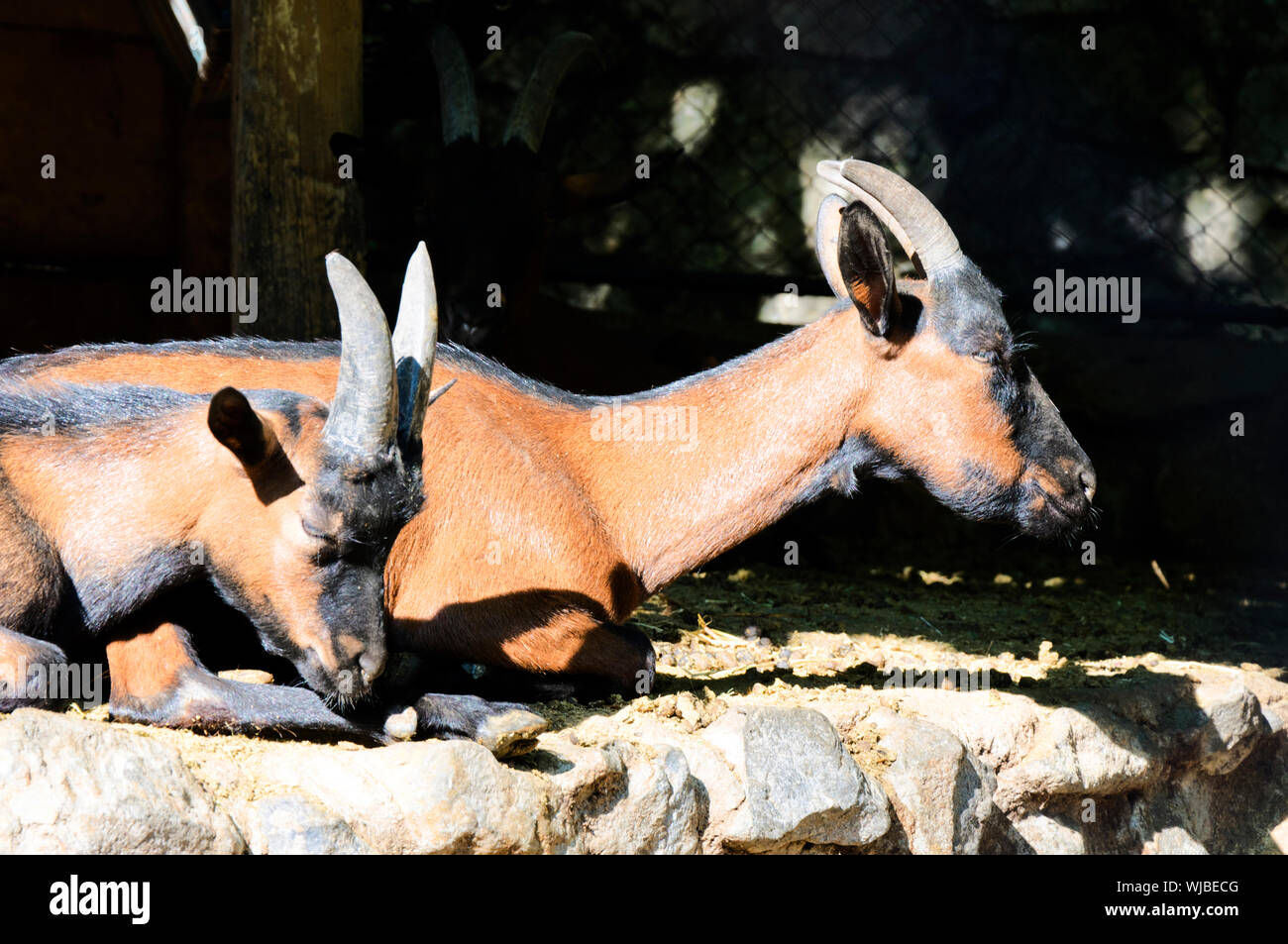 Females of the wild goats Stock Photo - Alamy