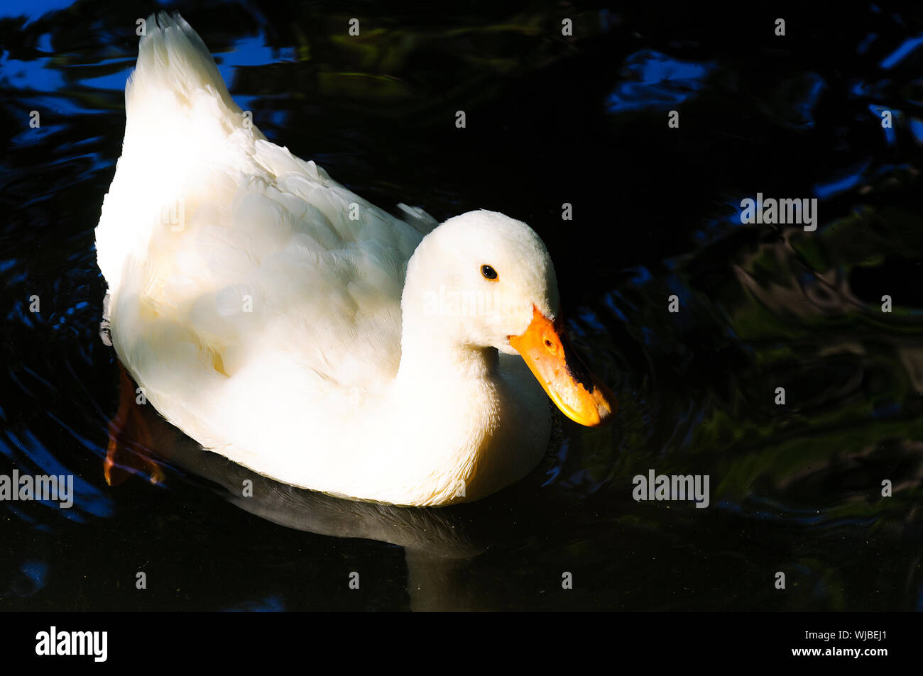 Single white duck swimming Stock Photo - Alamy