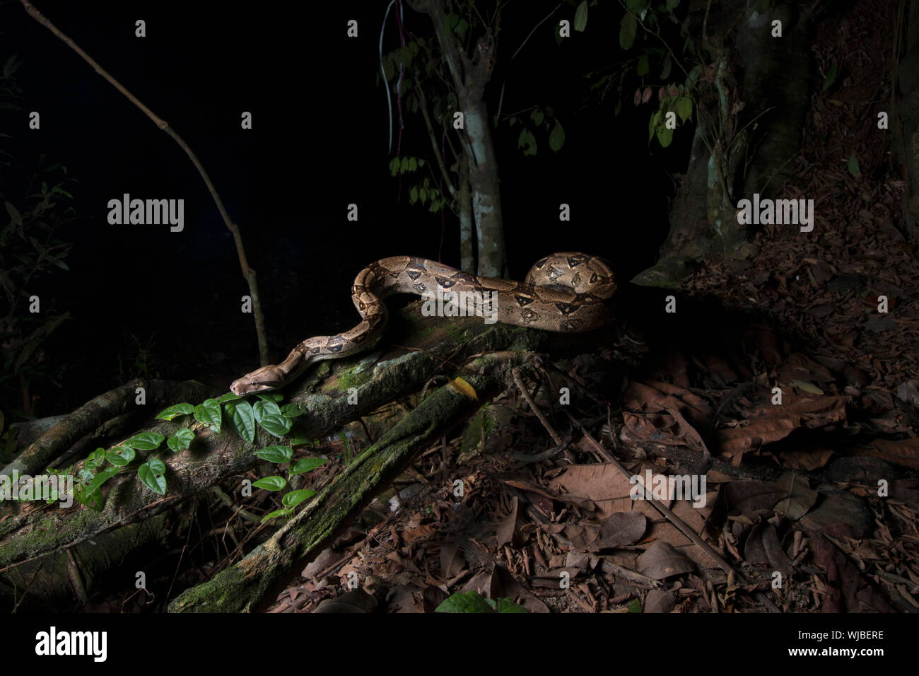 Boa constrictor (Boa constrictor), also called the red-tailed boa or ...