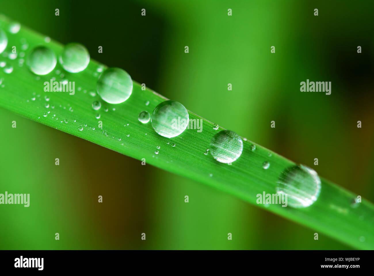 Big water drops on a green grass blade, extreme macro Stock Photo - Alamy