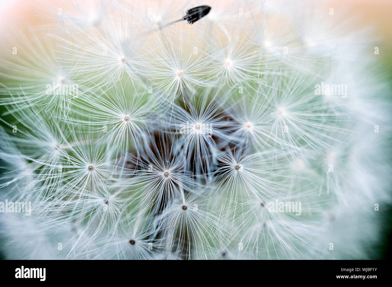 Macro shoot of the dandelion flower. Selective focus in the middle of ...