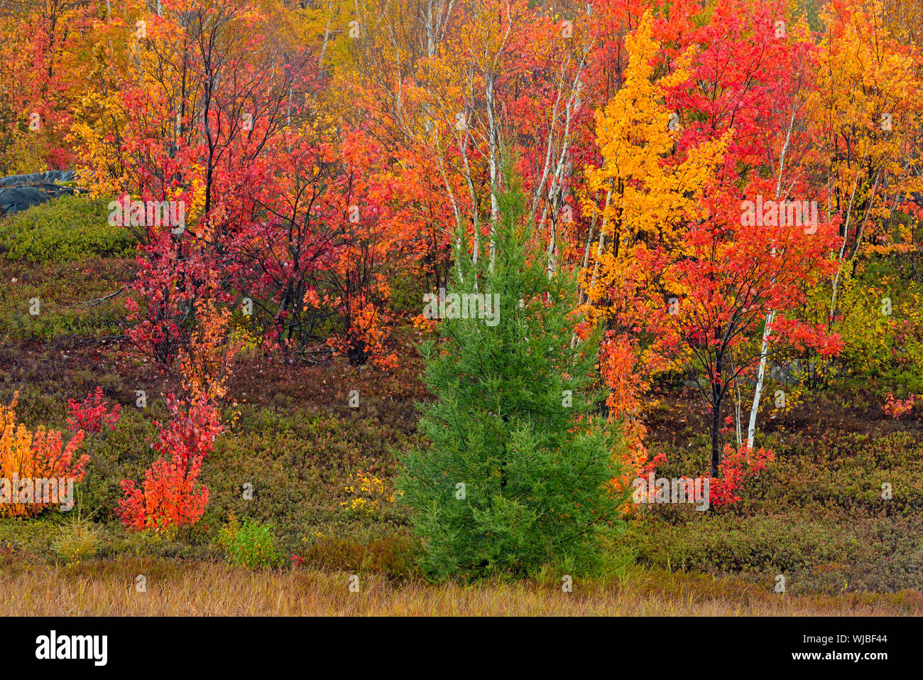 Red maple trees and rock outcrops, Greater Sudbury, Ontario, Canada ...