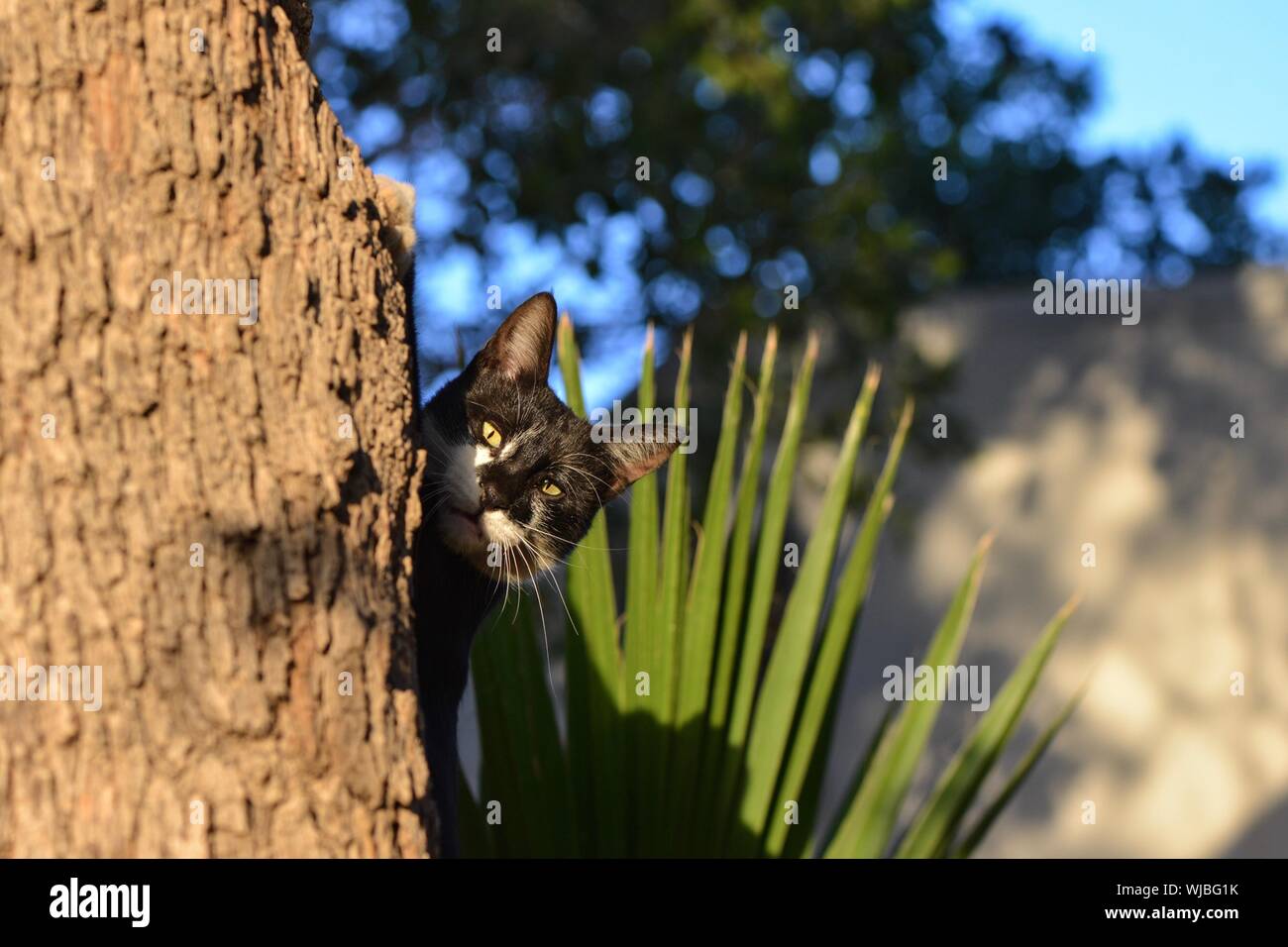 Cat Hiding Behind Plant High Resolution Stock Photography and Images ...