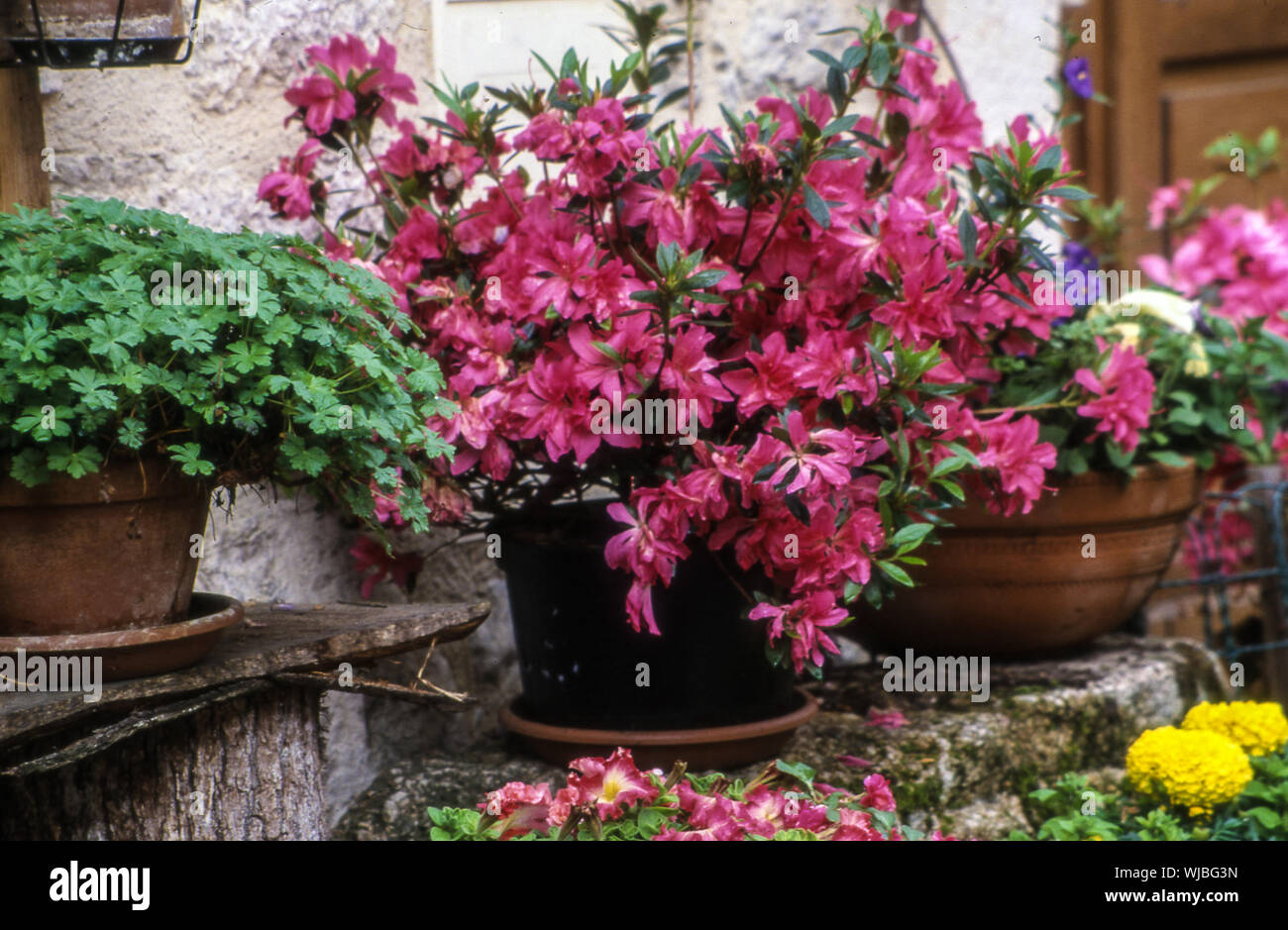 Pink flowers growing in domestic garden hi-res stock photography and ...