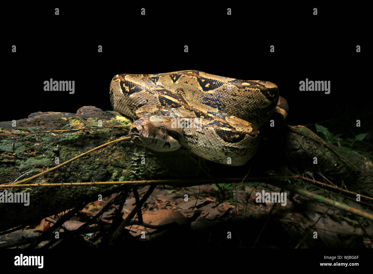 Boa constrictor (Boa constrictor), also called the red-tailed boa or ...