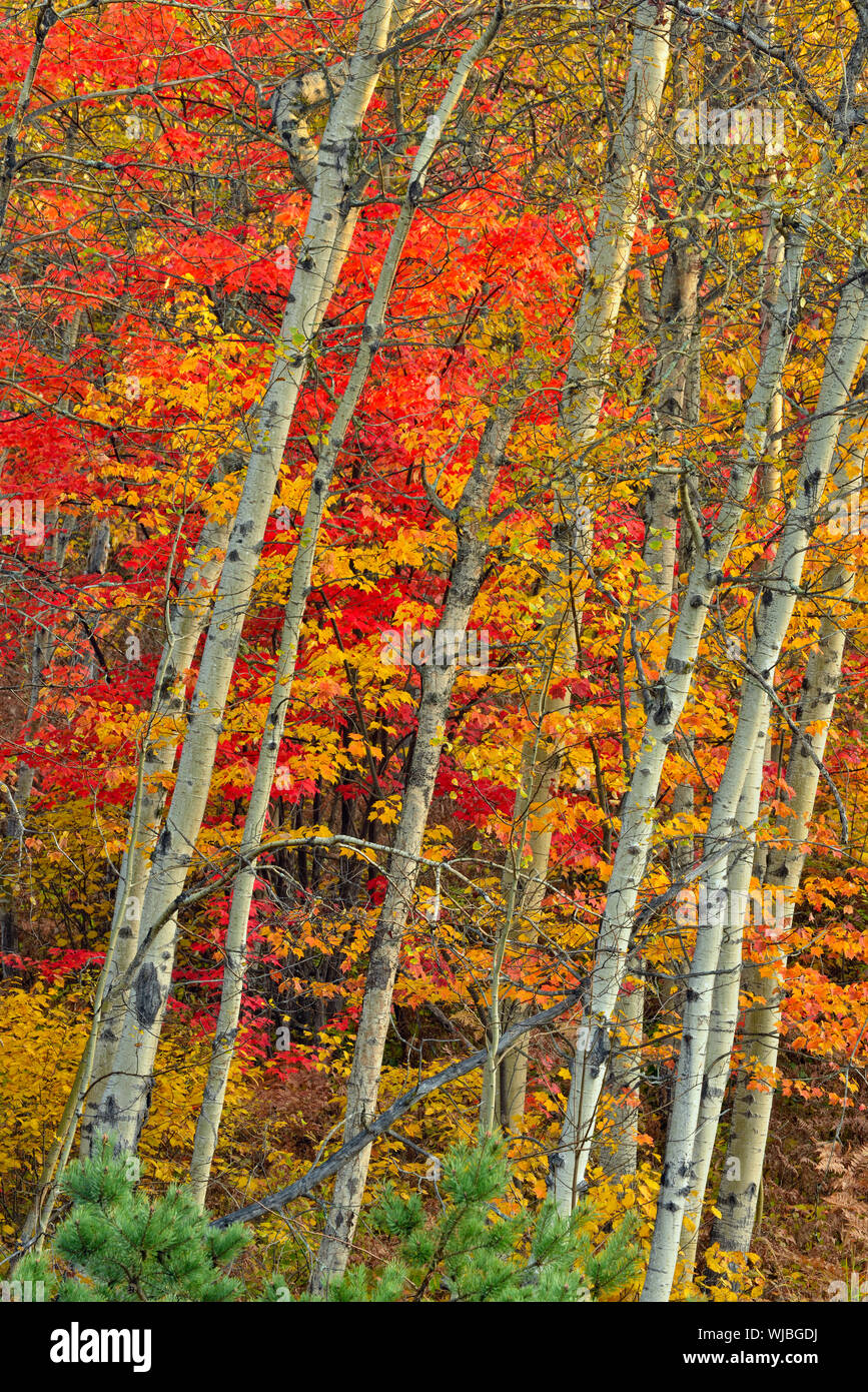 Red maple in autumn in an aspen woodland, Greater Sudbury, Ontario ...