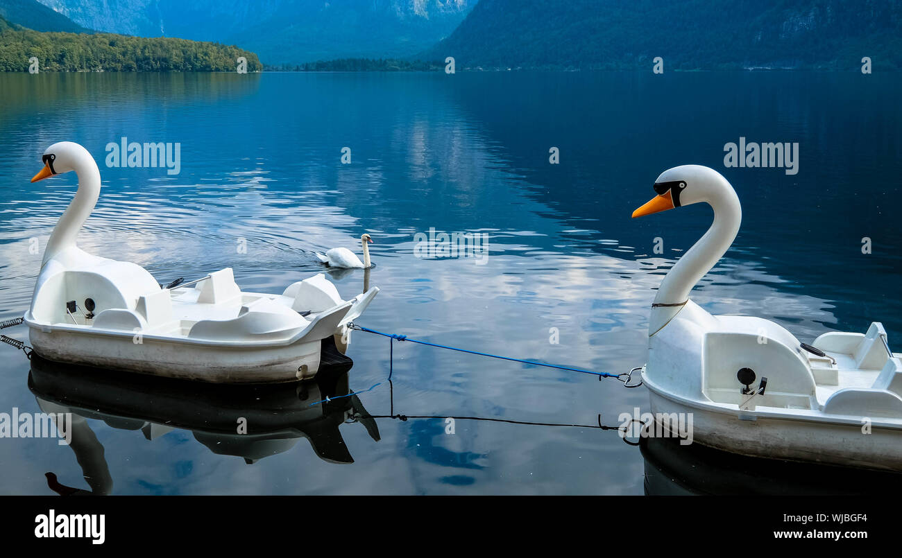 Swan boats hi-res stock photography and images - Alamy