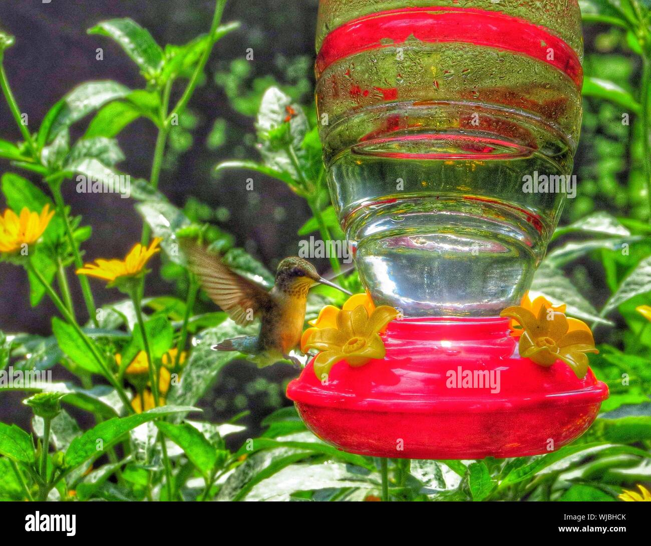 Hummingbird water hi-res stock photography and images - Alamy