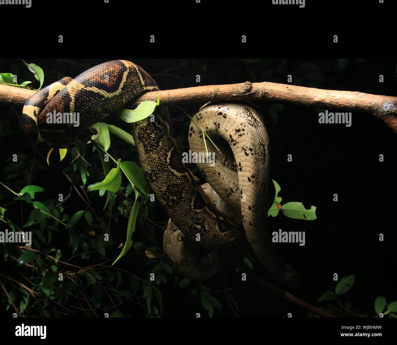 Boa constrictor (Boa constrictor), also called the red-tailed boa or ...
