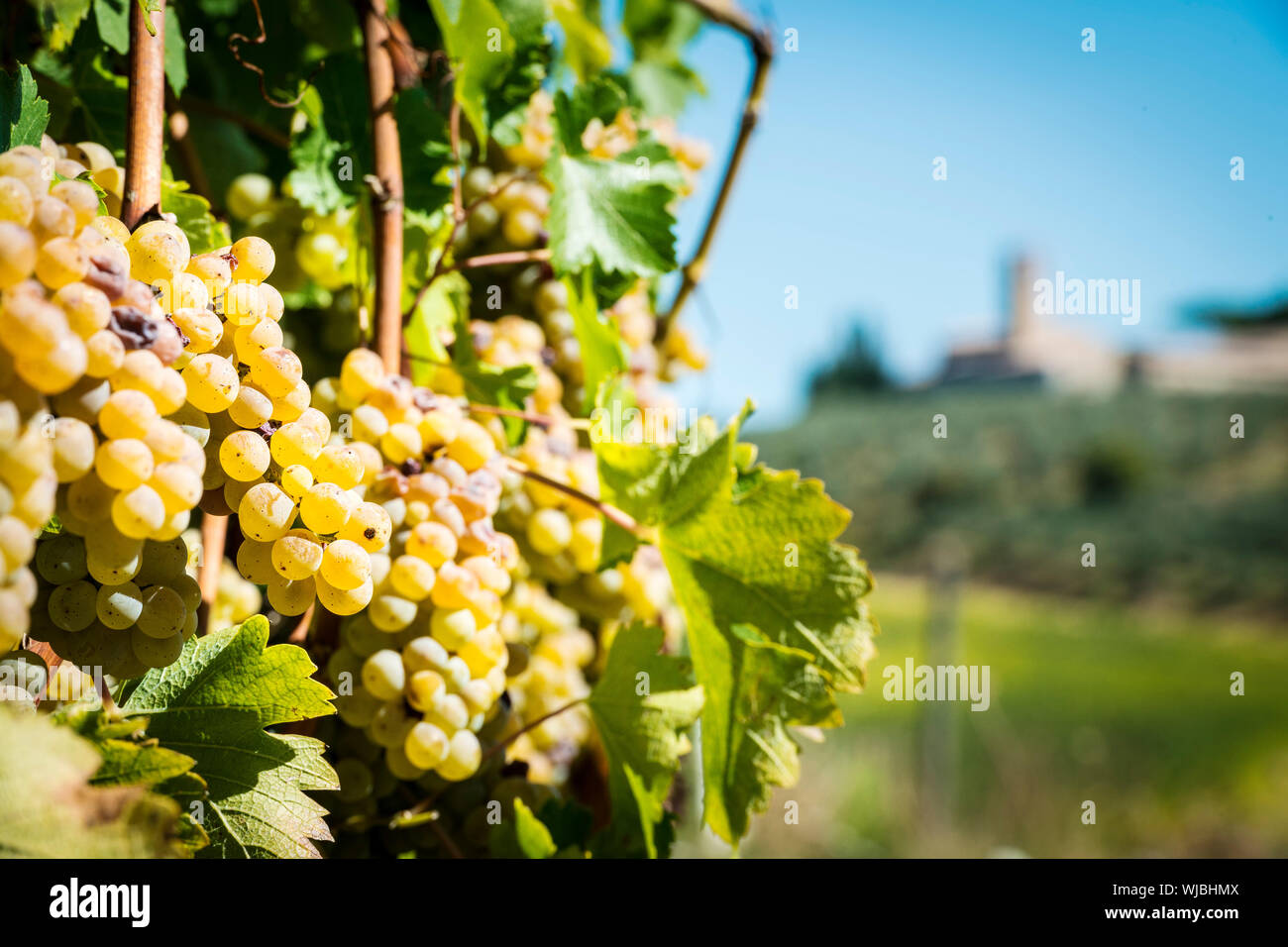 Image of grapevine in Tuscany, Italy Stock Photo - Alamy