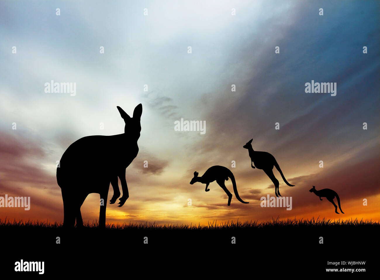 Australian kangaroos sunset in wild hi-res stock photography and images ...