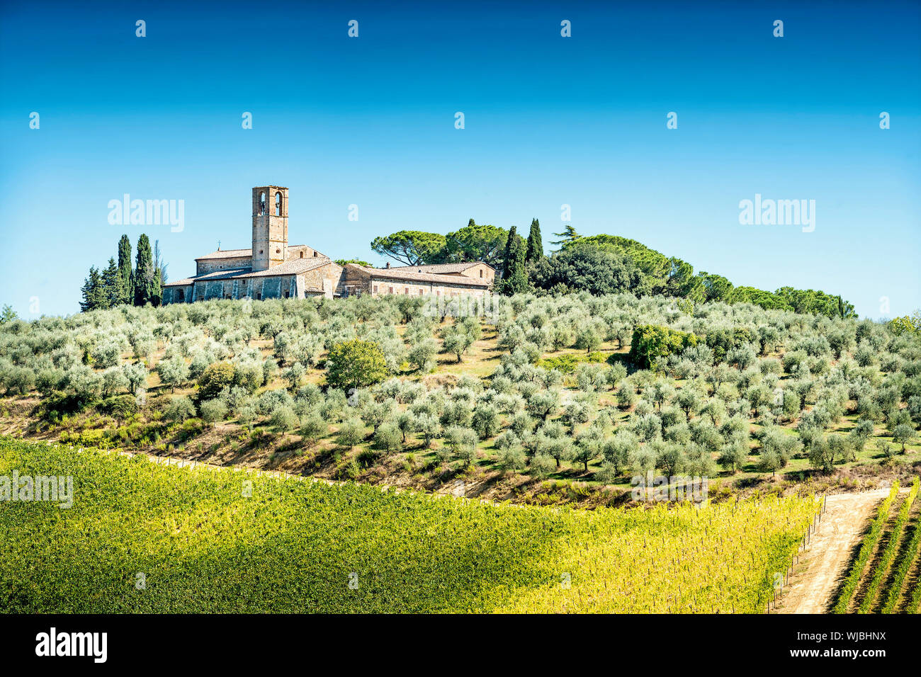 Image with olive trees and a old building in Tuscany, Italy Stock Photo ...