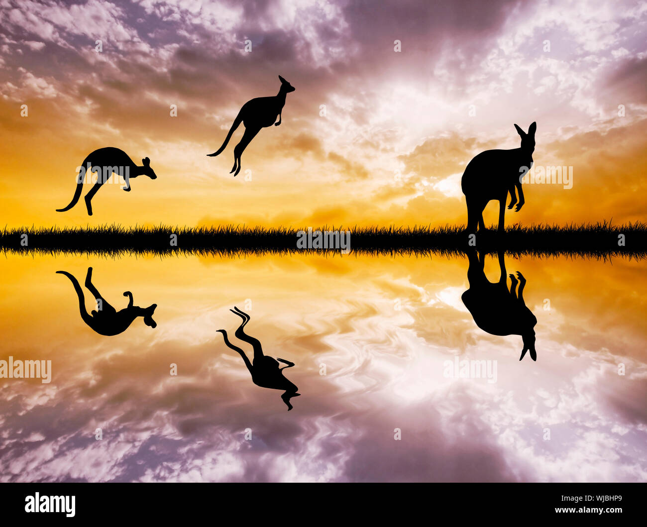 Kangaroos in Australian landscape Stock Photo - Alamy