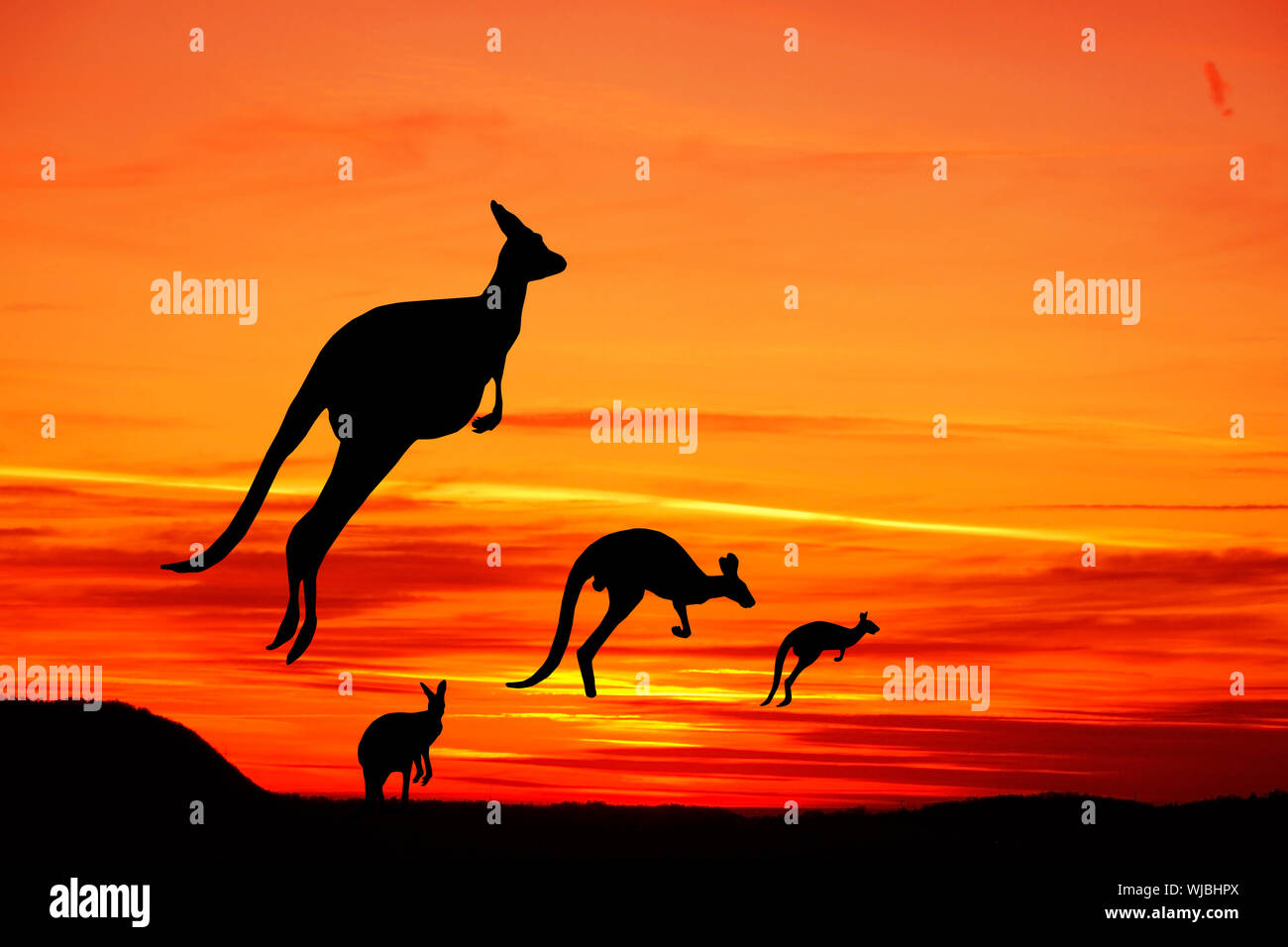 Kangaroos in Australian landscape Stock Photo - Alamy