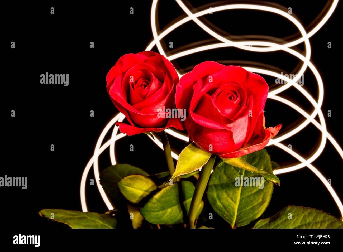 Image of roses with lights in background Stock Photo - Alamy