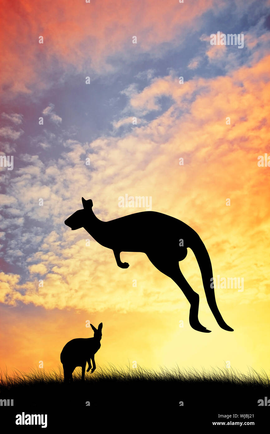 Kangaroos in Australian landscape Stock Photo - Alamy