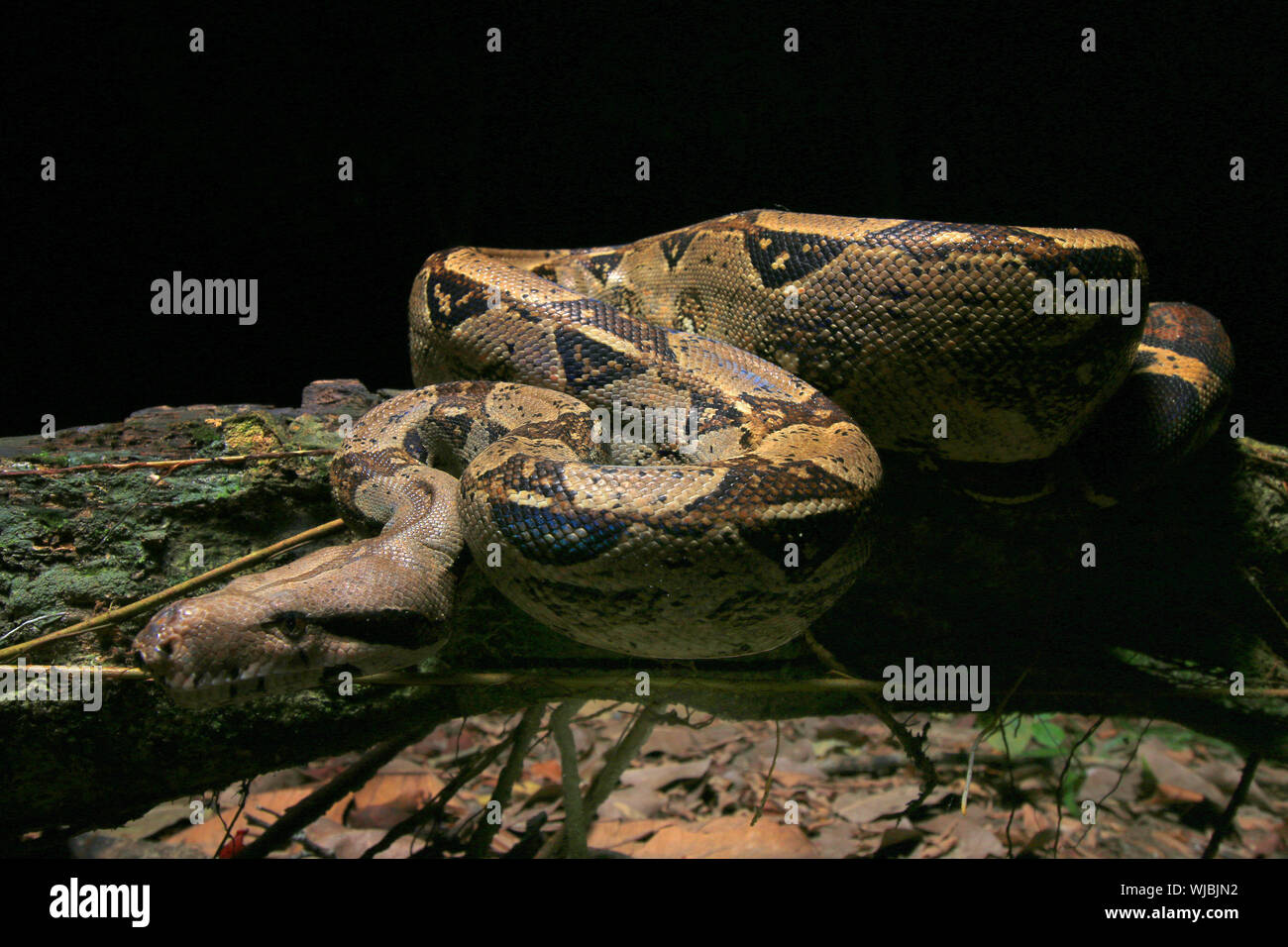 Boa constrictor (Boa constrictor), also called the red-tailed boa or ...