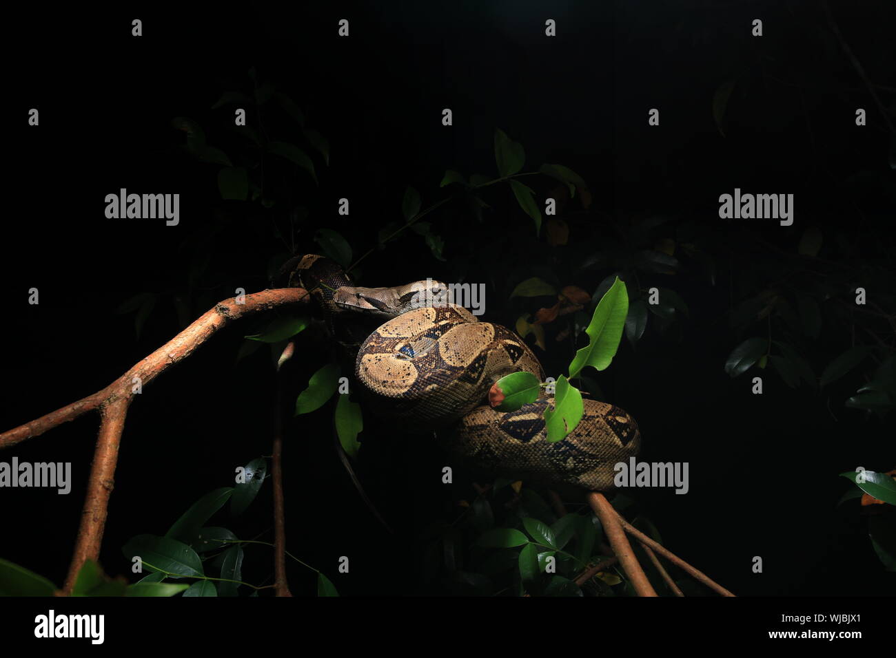 Boa constrictor (Boa constrictor), also called the red-tailed boa or ...