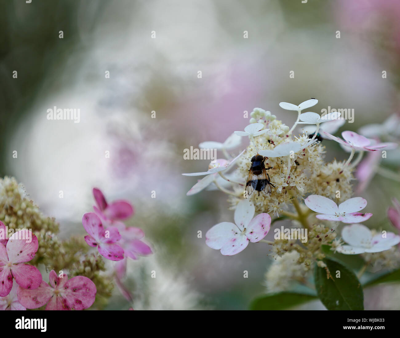 Hydrangea Fly High Resolution Stock Photography and Images - Alamy