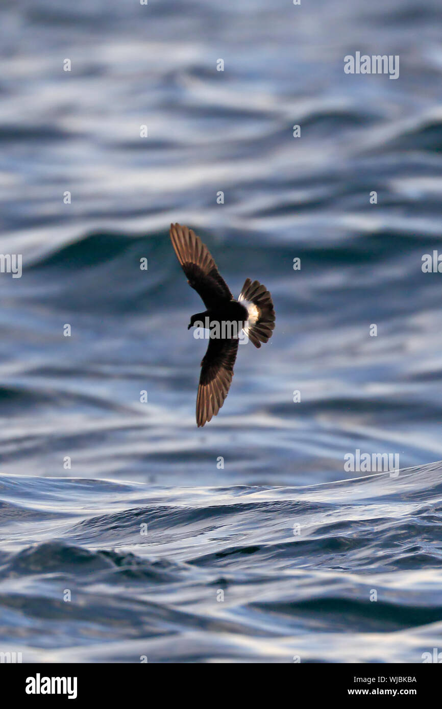 European Storm-petrel in flight off Scilly in August Stock Photo - Alamy
