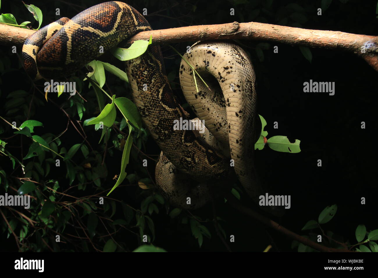 Boa constrictor (Boa constrictor), also called the red-tailed boa or ...