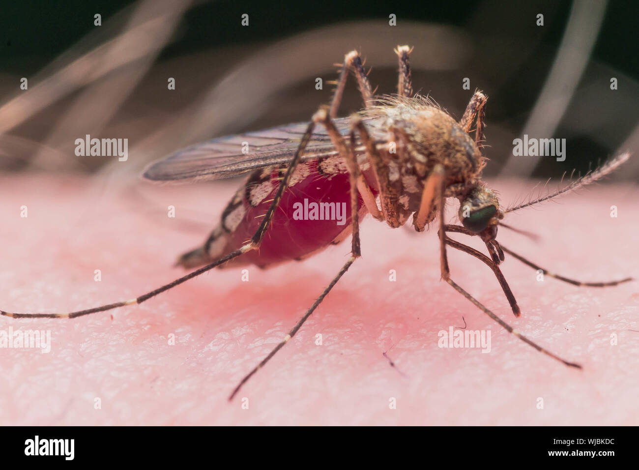 Mosquito skin hi-res stock photography and images - Alamy
