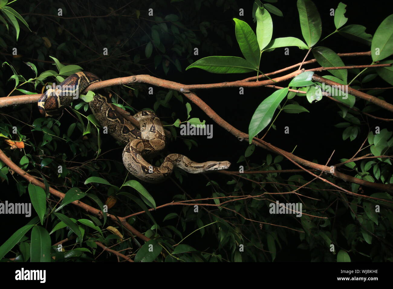 Boa constrictor (Boa constrictor), also called the red-tailed boa or ...