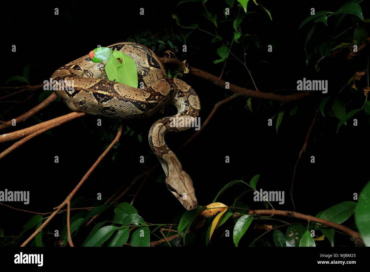 Boa constrictor (Boa constrictor), also called the red-tailed boa or ...