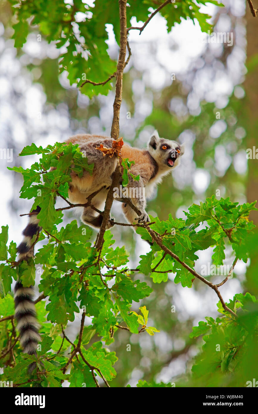 Lemur playing in tree hi-res stock photography and images - Alamy