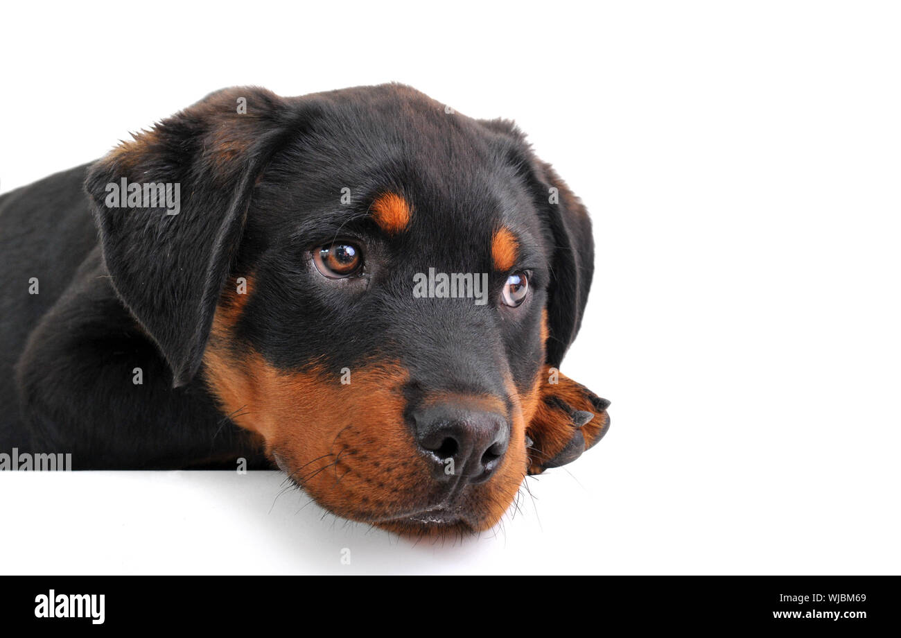 sad puppy purebred rottweiler on a white background Stock Photo - Alamy