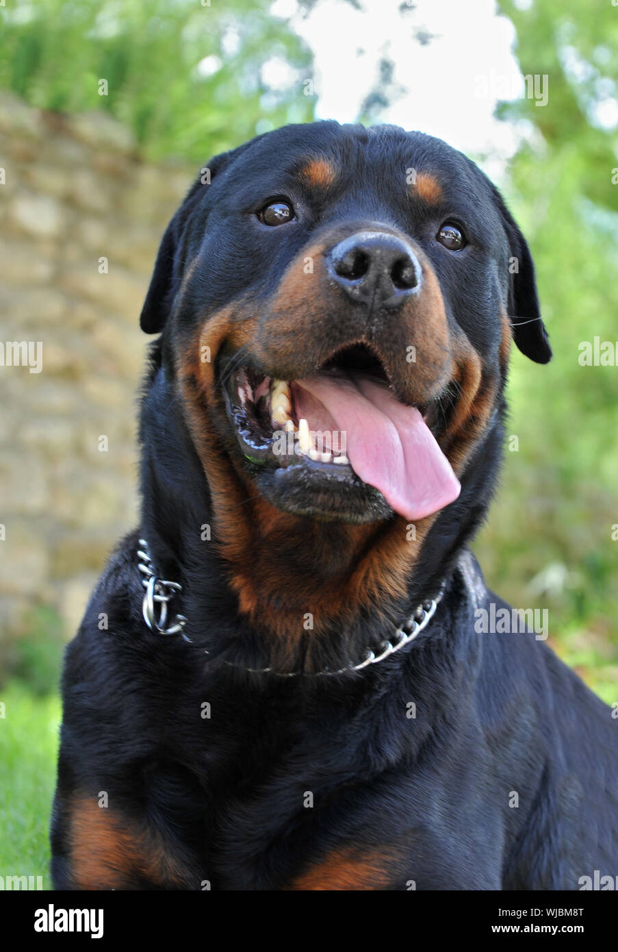 portrait of a purebred rottweiler in a garden Stock Photo - Alamy