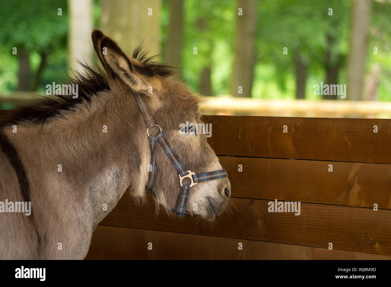 Donkey Stable High Resolution Stock Photography and Images - Alamy