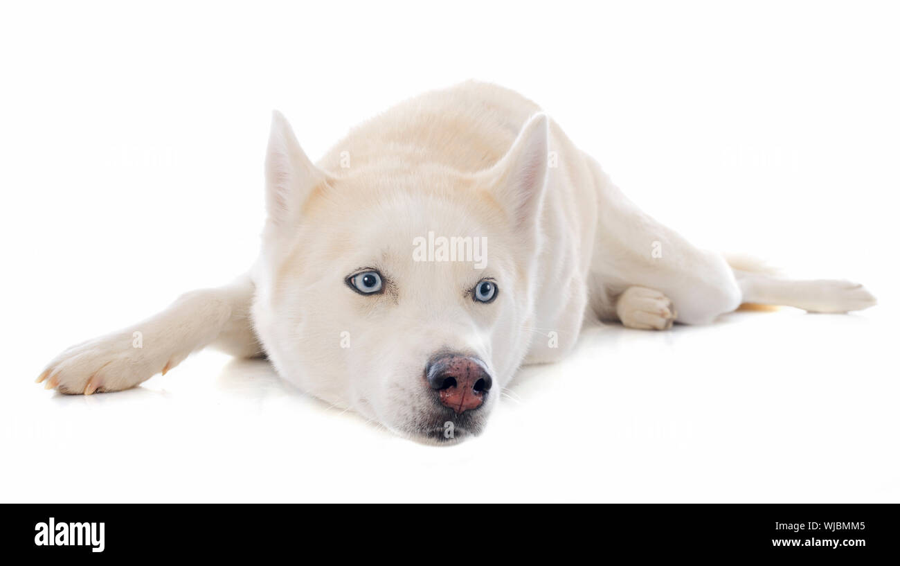 portrait of a beautiful purebred siberian husky Stock Photo - Alamy