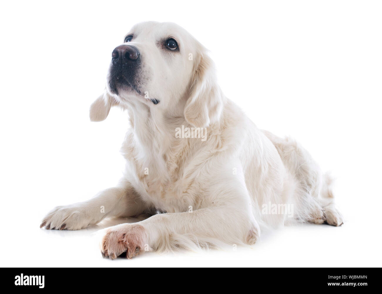 purebred golden retriever in front of a white background Stock Photo ...