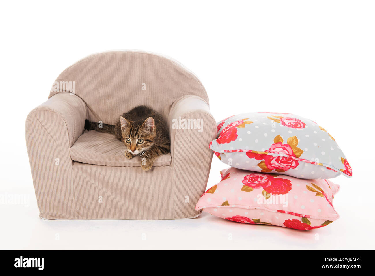Little cat sitting on miniature chair isolated over white background ...