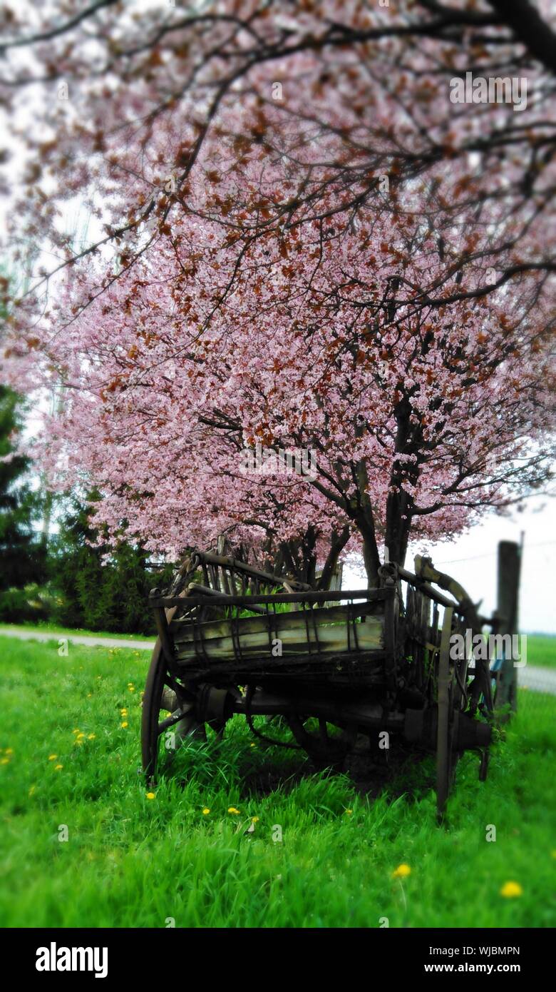 Tree wagon hi-res stock photography and images - Alamy