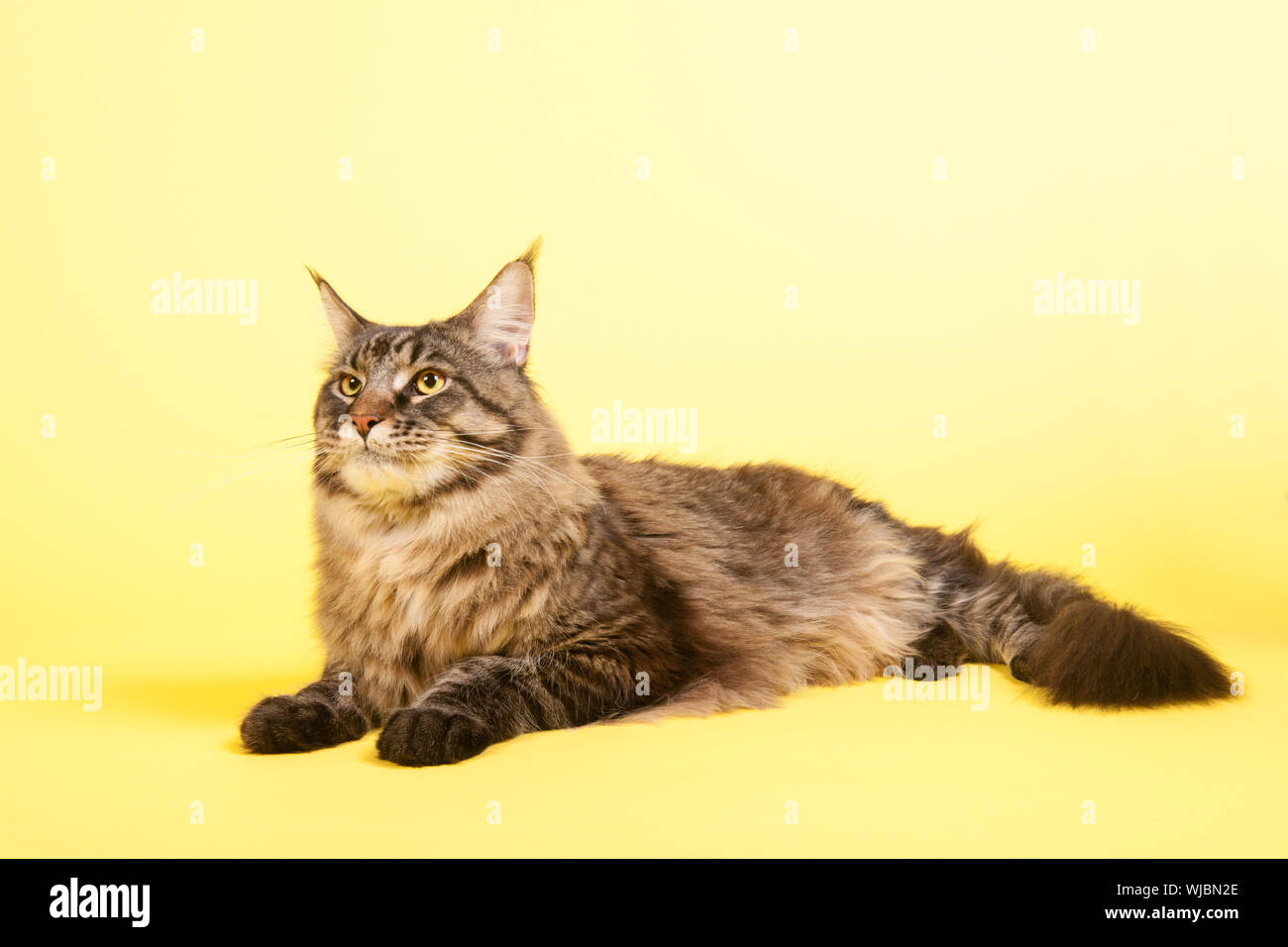 Portrait pedigree Maine Coon cat on pastel color yellow Stock Photo - Alamy