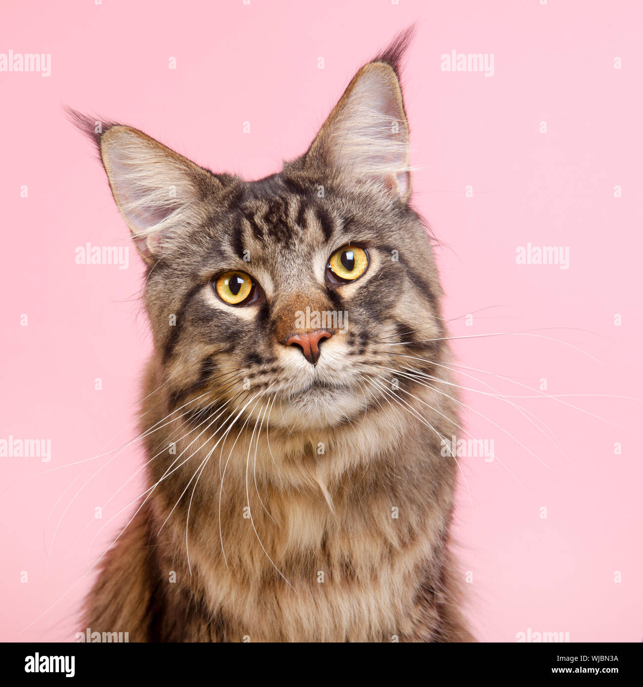 Portrait pedigree Maine Coon cat on pastel color pink Stock Photo - Alamy