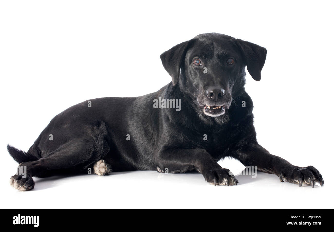 old labrador retriever in front of a white background Stock Photo - Alamy