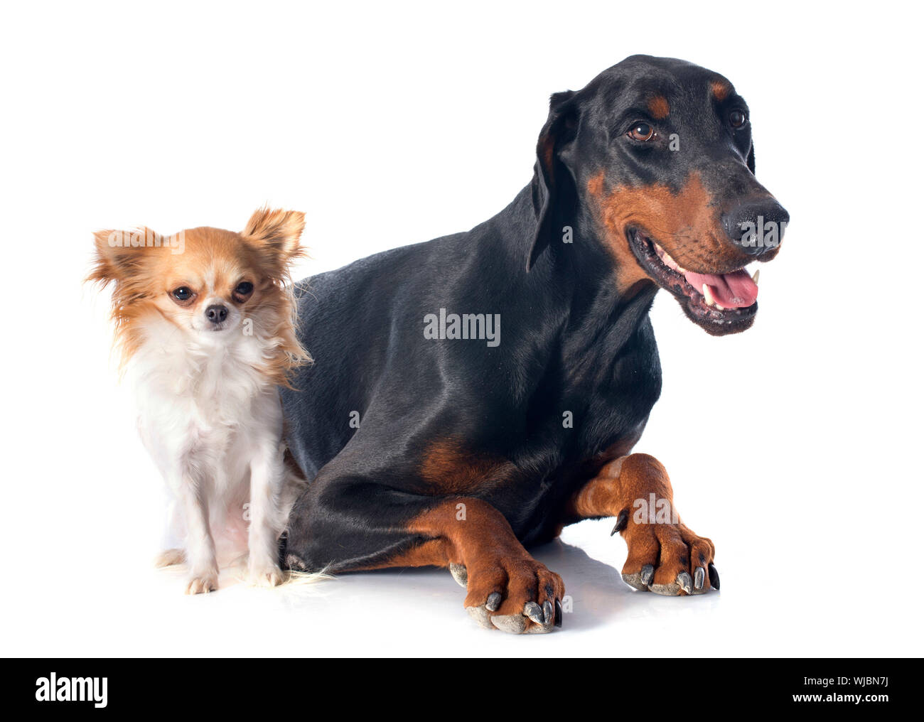 Can A Labrador Retriever And A Doberman Pinscher Be Friends