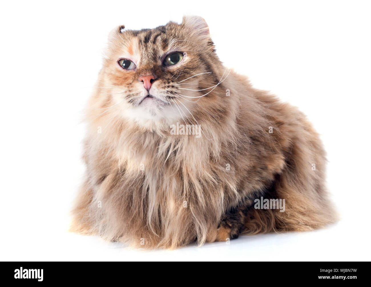 American curl cat hi-res stock photography and images - Alamy