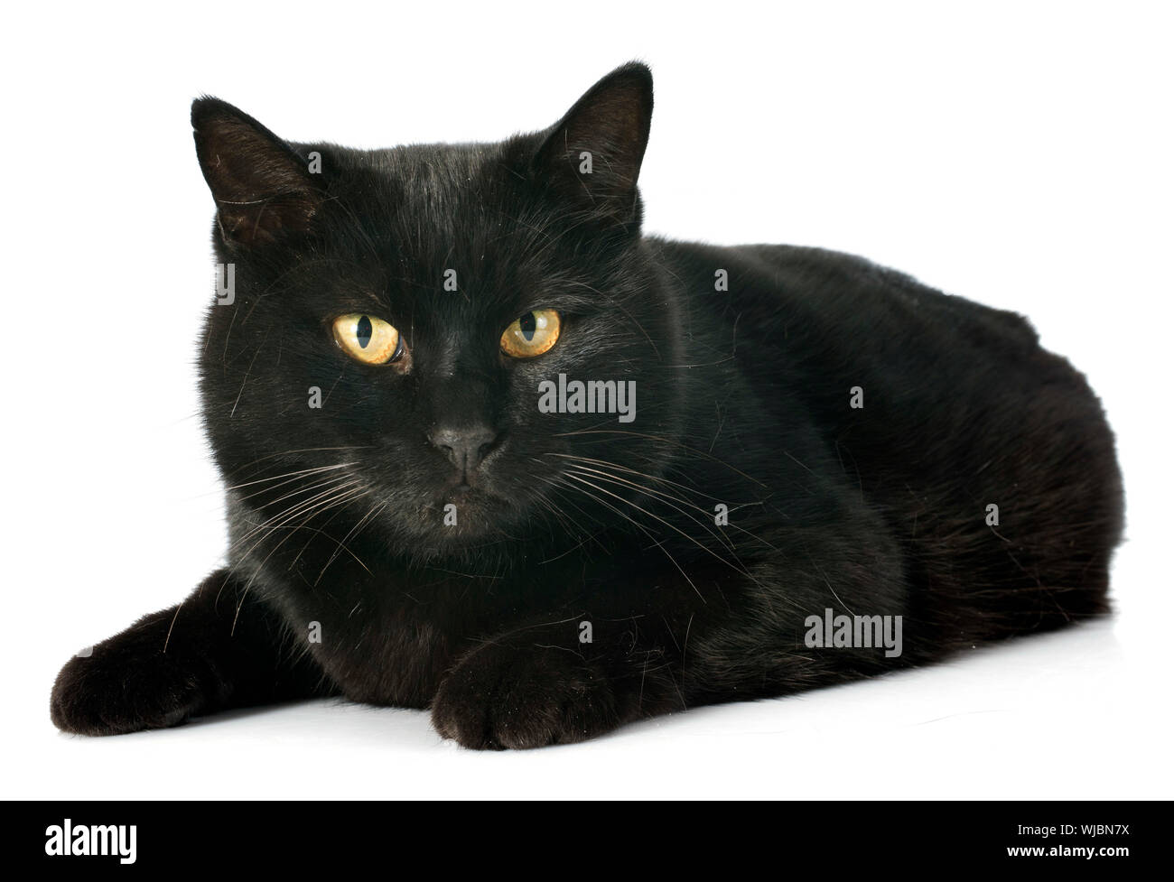 black cat in front of white background Stock Photo - Alamy