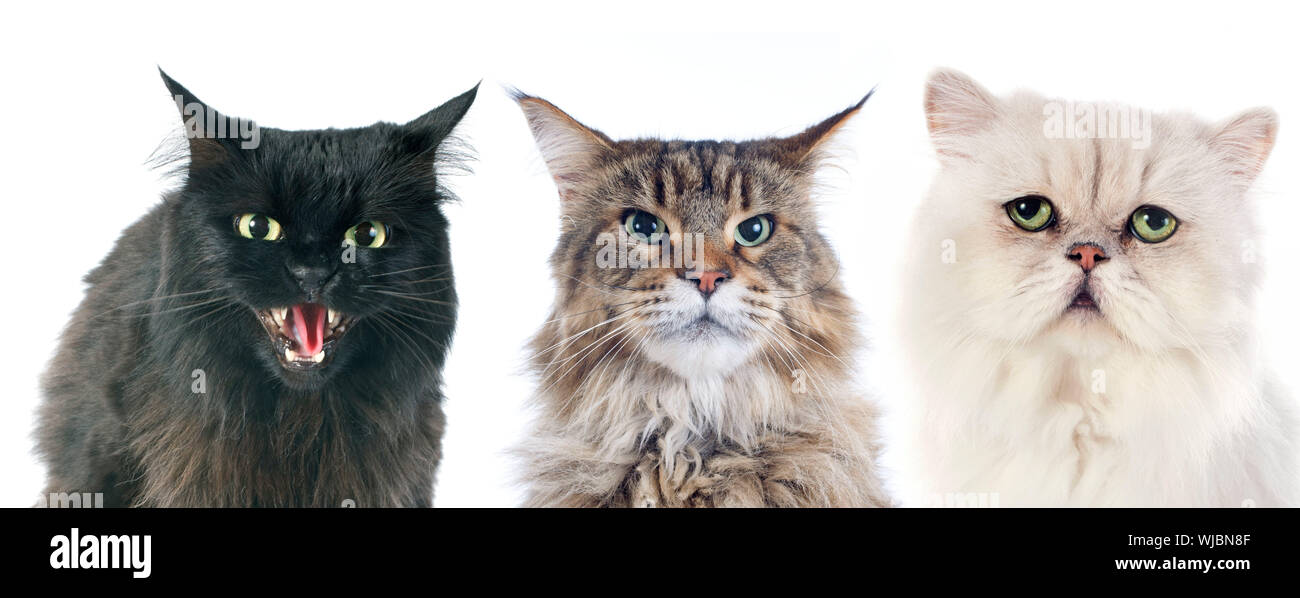 three angry cats in front of white background Stock Photo - Alamy