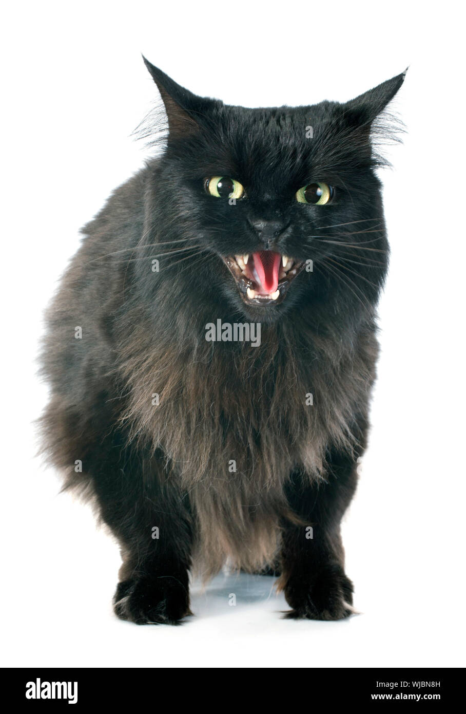 black cat angry in front of white background Stock Photo - Alamy