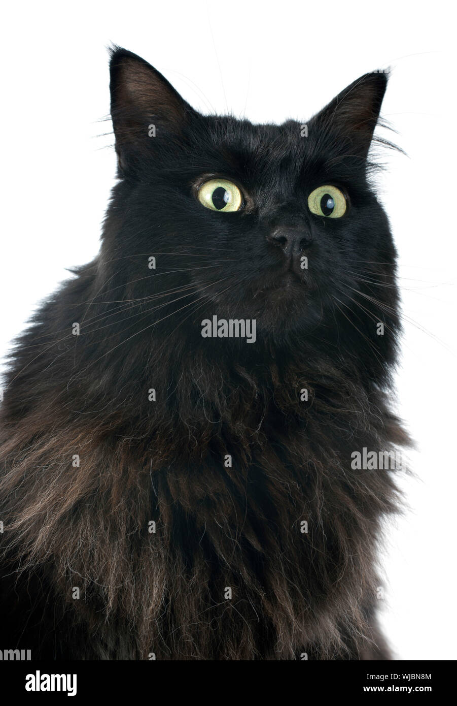 black cat in front of white background Stock Photo - Alamy