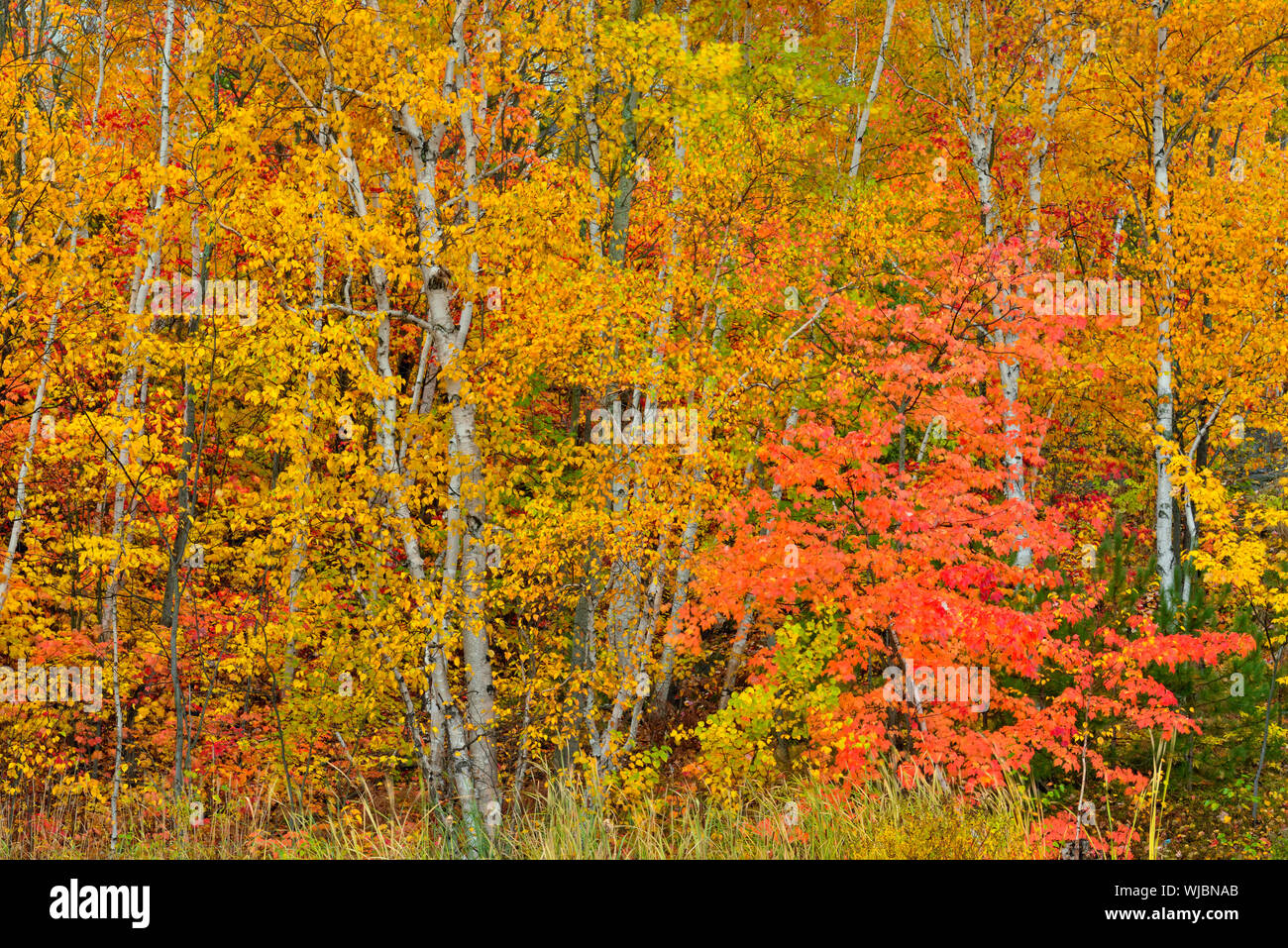 Autumn colour reflected in Simon Lake at dawn, Greater Sudbury, Ontario ...